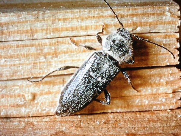 Capricorne des maisons - Insecte s'attaquant au bois - Sani-Bois - Solution