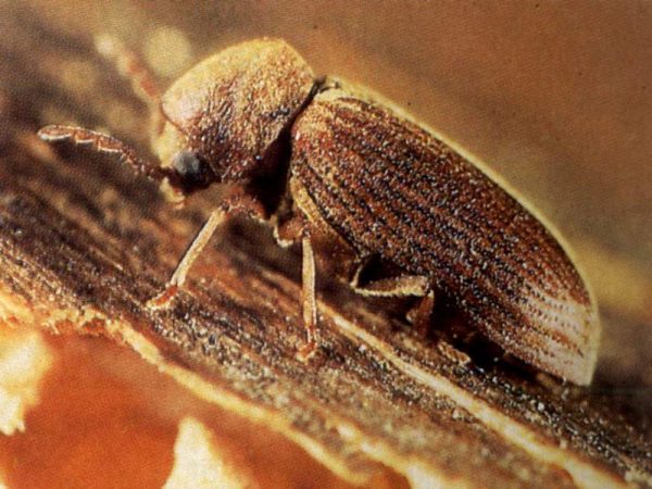 Vrillettes - Cirons - Vers du bois - Sani-Bois - Traitement du bois